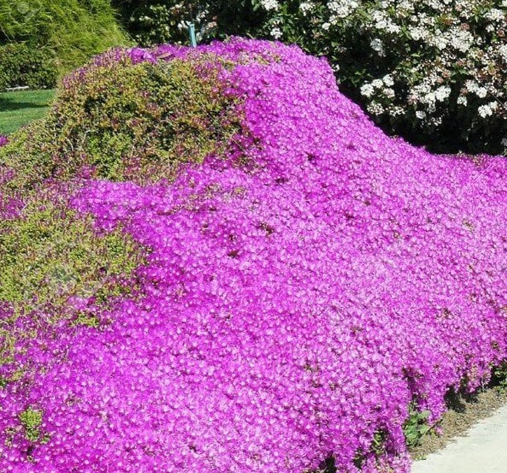 Acem halısı (Drosanthemum floribundum) – Çiçek Doktoru