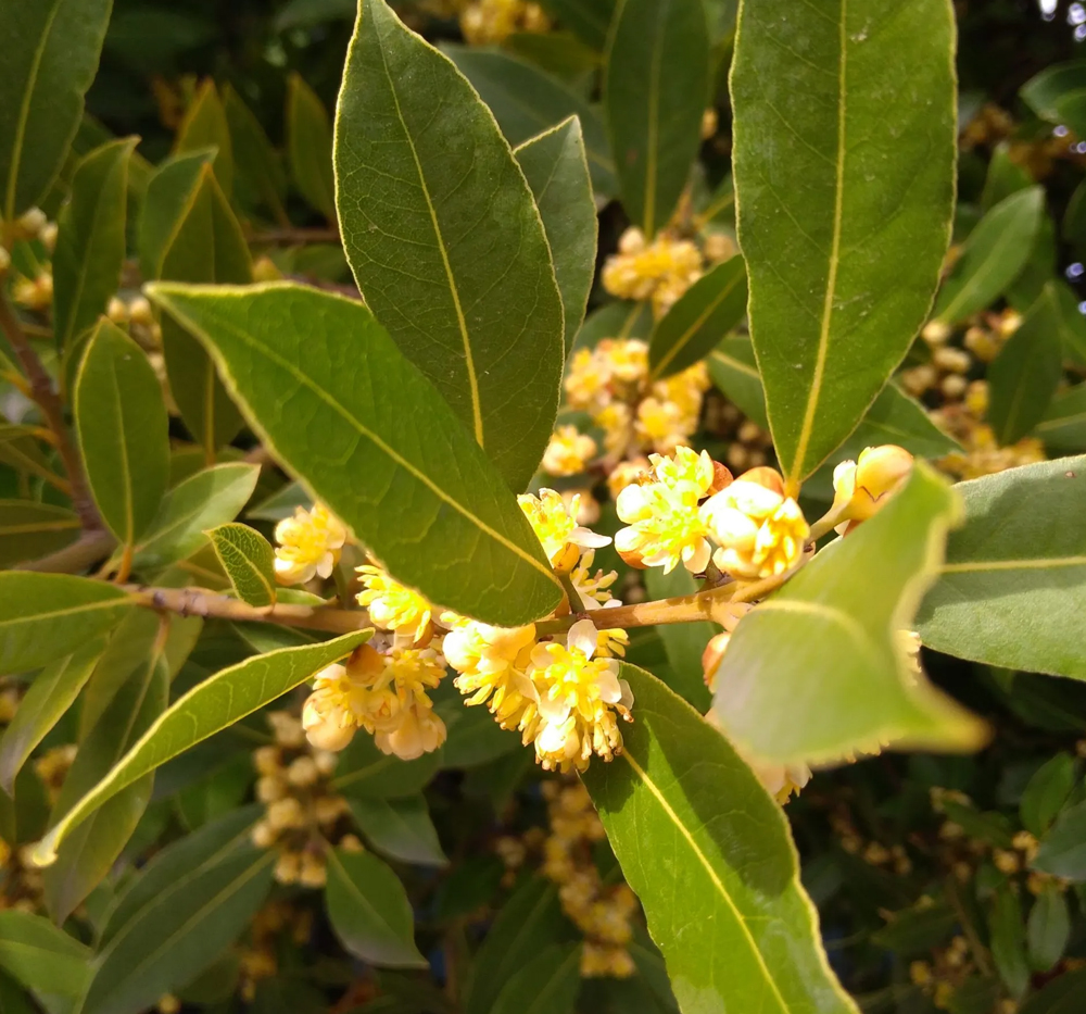 Defne (Akdeniz Defnesi) (Laurus nobilis) – Çiçek Doktoru